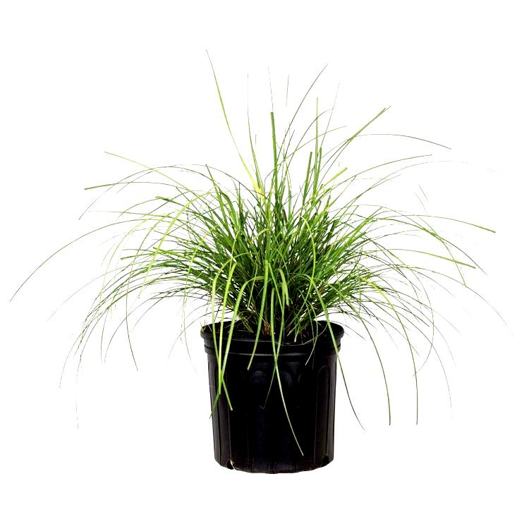 Buy Khus Plant - Vetiver online at best price