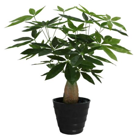 Buy Pachira Plant - Pachira Money Tree online at best price