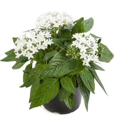Buy Pentas White Plant - Pentas Lanceolata online at best price