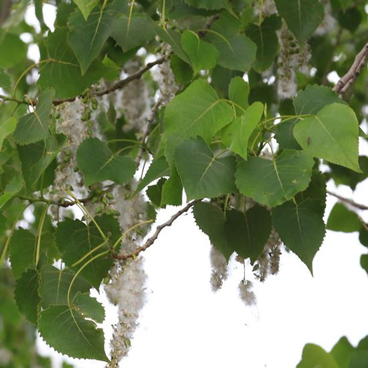 Buy Popler Plant - Cottonwood, Populus Deltoides online at best price