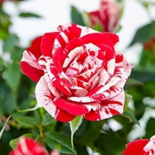 Buy rose plants online @ lowest price from plantsguru