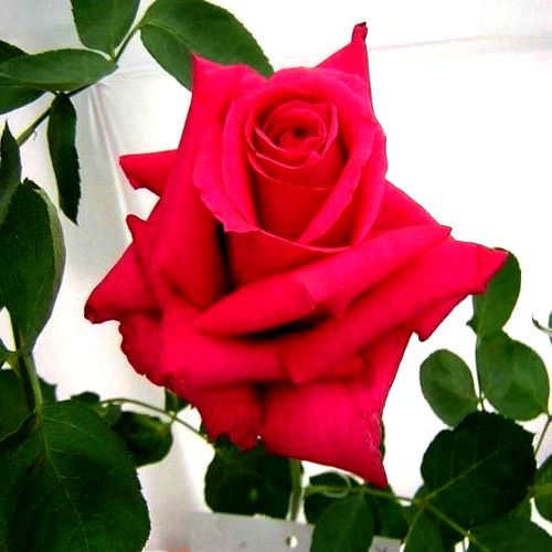 Buy Rose Gladiator Red Plant online at best price