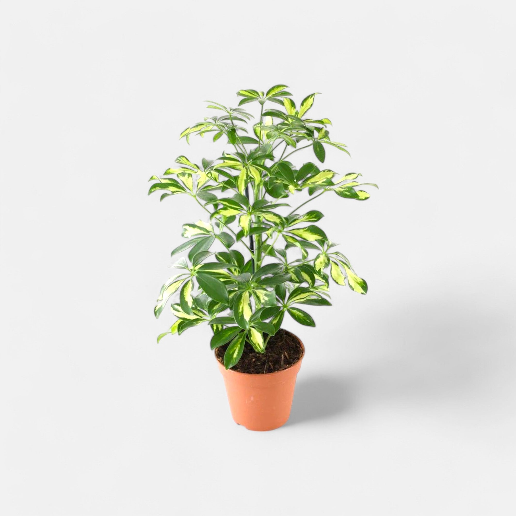 Buy Schefflera Variegated Plant online at best price – Plantsguru
