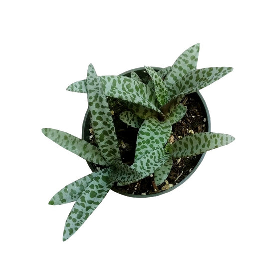 Buy Scilla Violecea - Silver Squill Plant online at best price