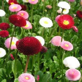 Buy Omaxe Daisy Mixed Bellis Perennis Seeds online at best price