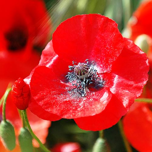 Buy Omaxe Poppy Papaver Shirley Seeds online at best price