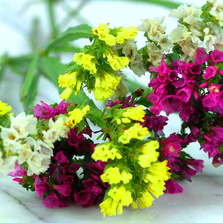 Buy Omaxe Statice Pacific Mixed seeds online at best price