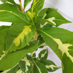 Buy Eranthemum Plant (Bicolor) online India best price: plantsguru.com ...