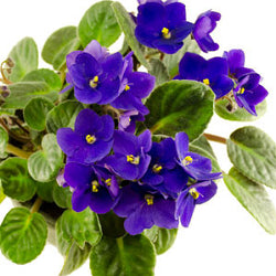 Buy African Violet Purple Plant online at best price – Plantsguru