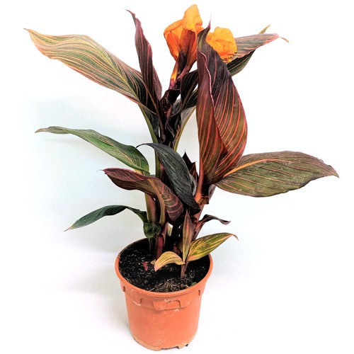 Buy Canna Variegated Red Plant - Keli Plant online at best price