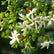 Buy Parijat Plant, Parijatak, Harsringar online @ best price
