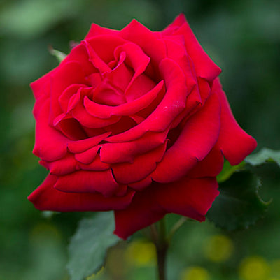 Buy rose plants online @ lowest price from plantsguru