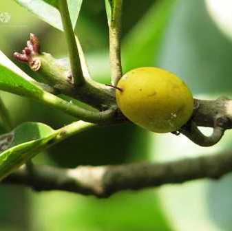 Buy Khirni Plant - Manilkara Hexandra, Rayan tree online at best price