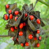 Buy Abrus precatorius (1 Kg) Seeds - Gunj Seeds online at best price