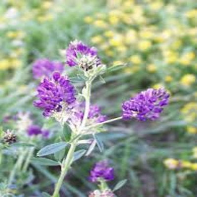Buy Lucerne, Alfalfa - Seeds (1Kg) online at best price