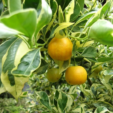 Buy Ornamental Orange Variegated Plant online at best price