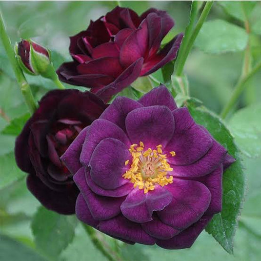 Buy rose plants online @ lowest price from plantsguru