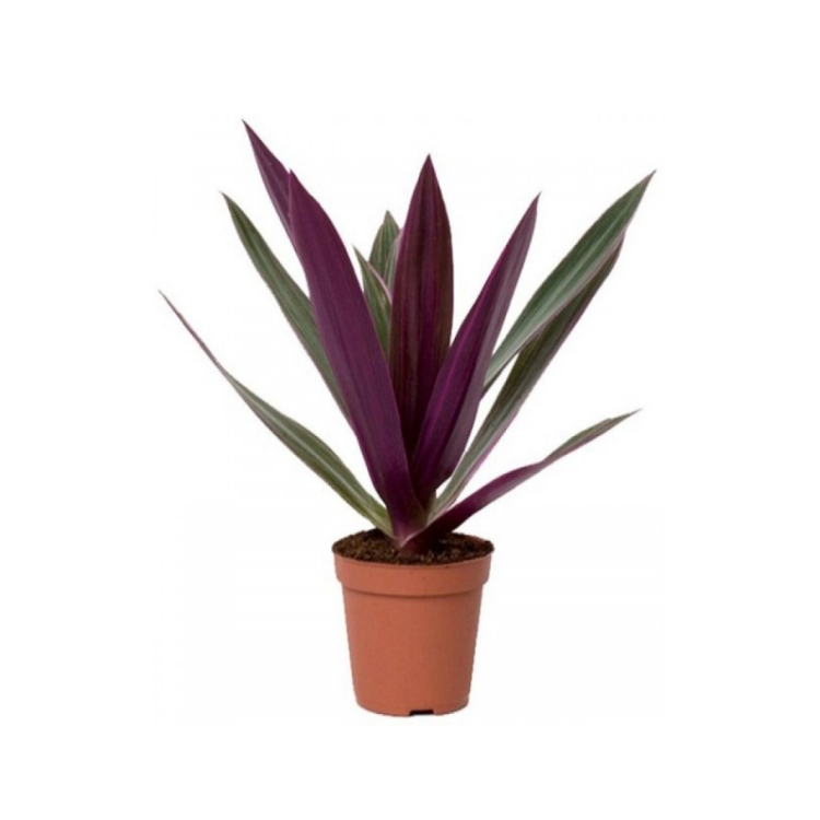 Buy Roheo Discolor Plant - Rhoeo Discolor online at best price