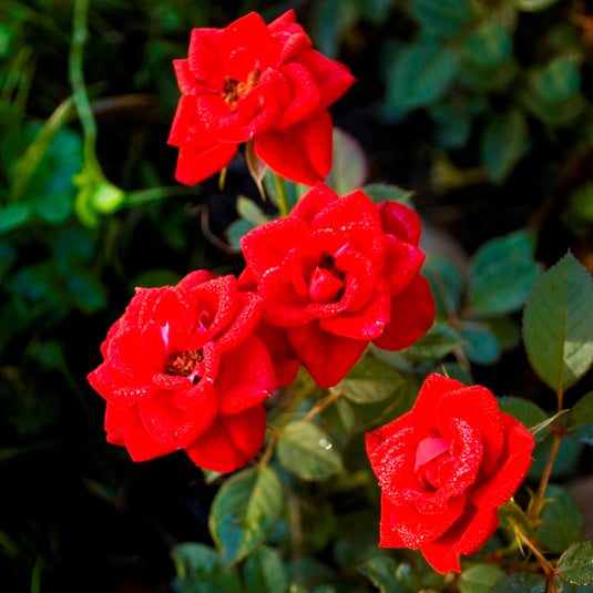 Buy Rose Miniature Red Plant online at best price