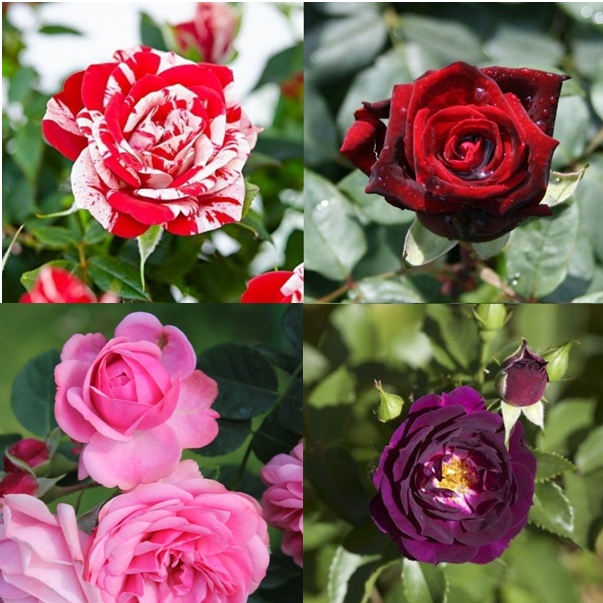 Buy Rose Plant Pack of 6 (Mixed Colors) online at best price