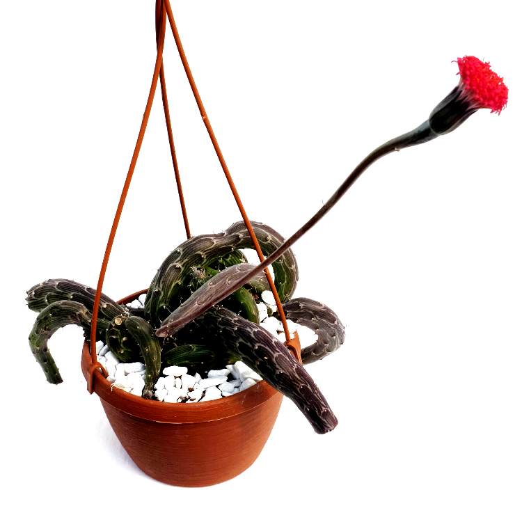 Buy Senecio Pendulus Plant online at best price