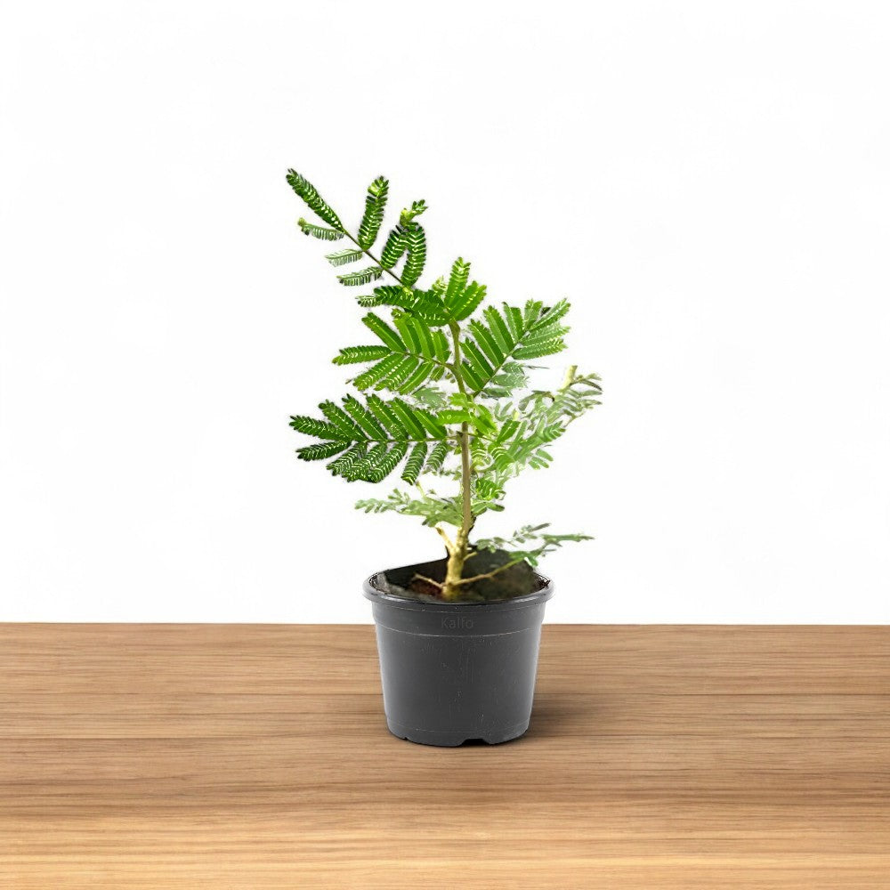 Buy Shami Plant - Holy/Medicinal Plant online at best price