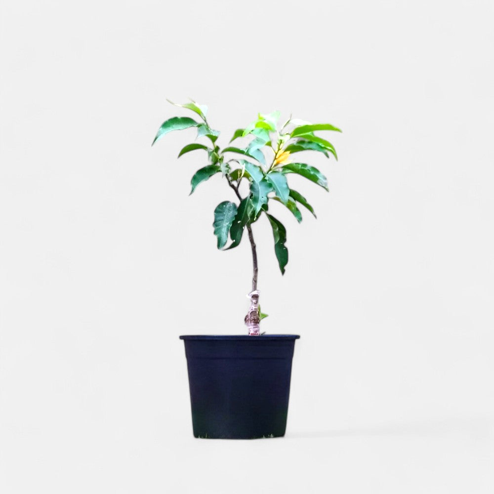 Buy Son Chafa Flower Plant (orange) - Son Champa online at best price