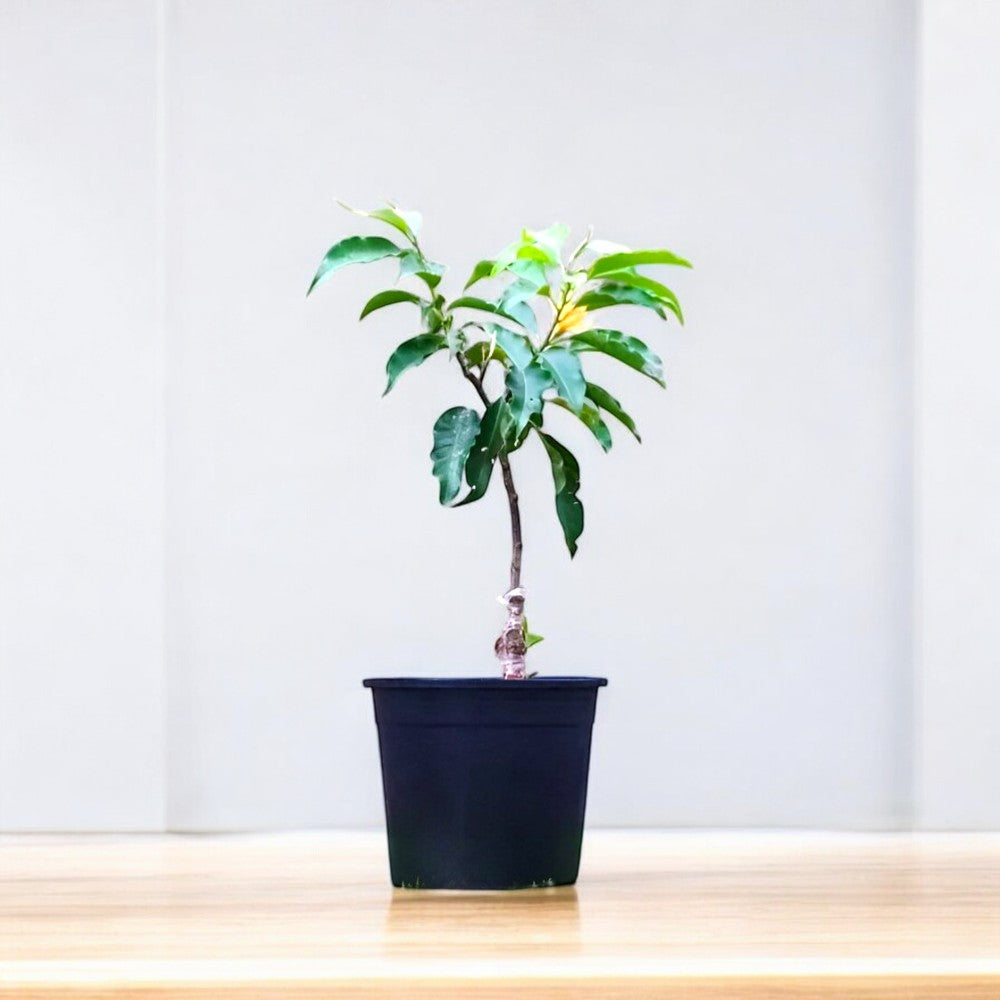 Buy Son Chafa Flower Plant (orange) - Son Champa online at best price