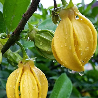 Buy Sonchafa Flower Plant (orange) - Son Champa online at best price