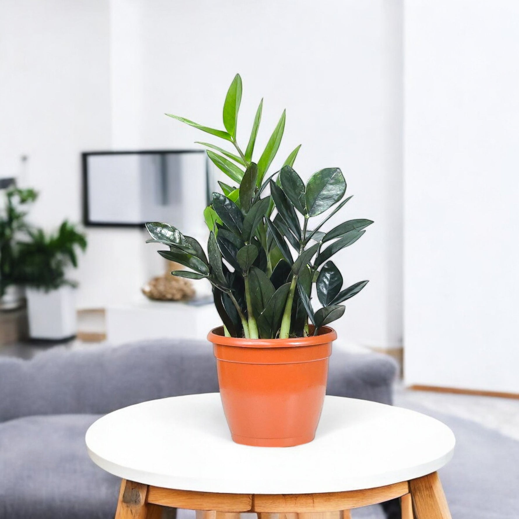 Buy Black ZZ - Zamia Plant (Raven) online at best price